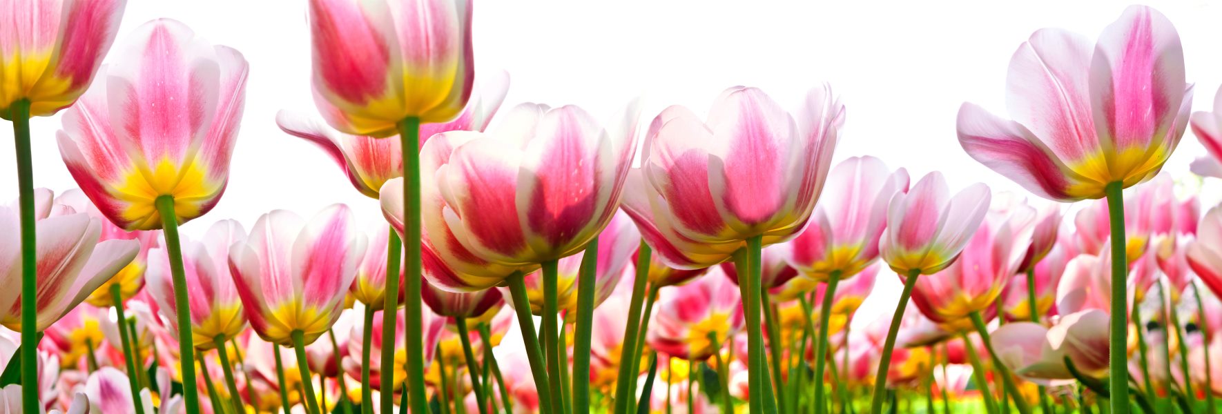 Image selection and price online calculation - Mprint.ee